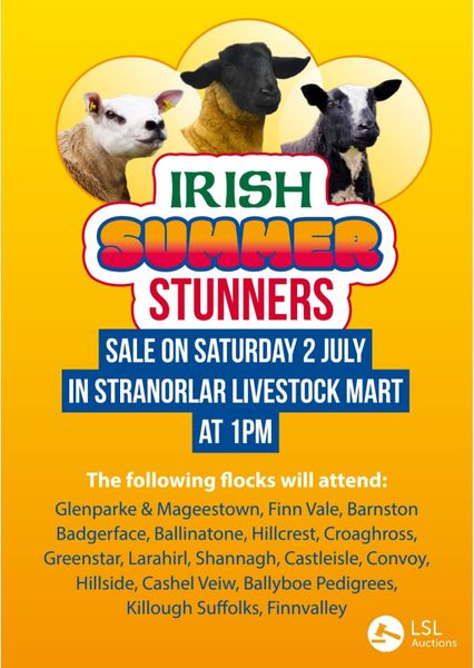 Sheep Ads For Sale in Donegal | DoneDeal