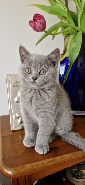 kittens | 565 Cats Ads For Sale in Ireland | DoneDeal