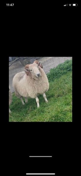 wicklow cheviot sheep | 24 All Sections Ads For Sale in Ireland | DoneDeal