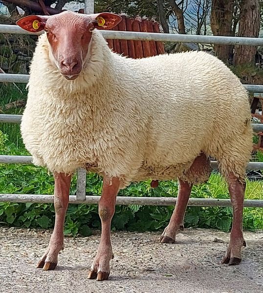 Rouge Ram Lambs PBR for sale in Kerry for €1,234 on DoneDeal