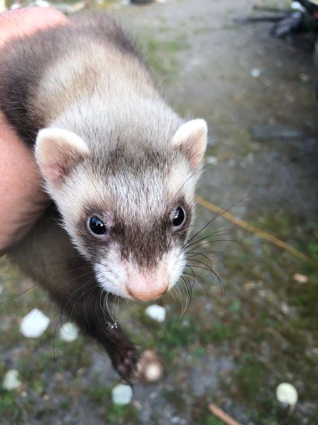 ferrets | 15 All Sections Ads For Sale in Ireland | DoneDeal