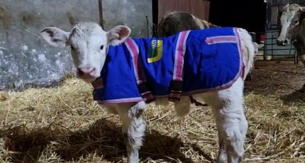 lagging jacket | 341 All Sections Ads For Sale in Ireland | DoneDeal
