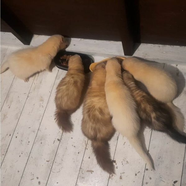 ferret | 11 All Sections Ads For Sale in Ireland | DoneDeal