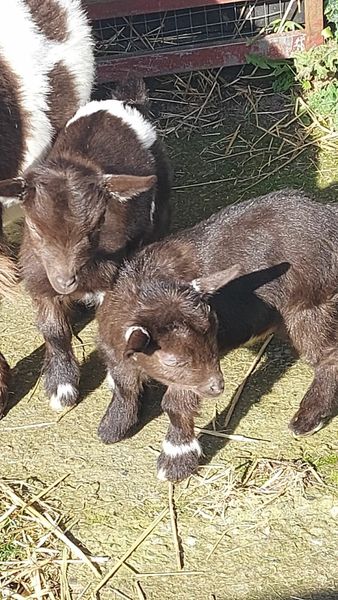 pygmy goats | 61 All Sections Ads For Sale in Ireland | DoneDeal