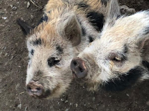 kune kune pot bellied pigs | 13 All Sections Ads For Sale in Ireland ...