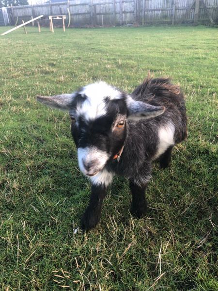 pygmy goats | 44 All Sections Ads For Sale in Ireland | DoneDeal