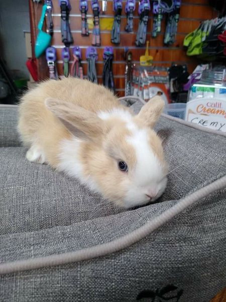 rabbits dublin | 10 All Sections Ads For Sale in Ireland | DoneDeal