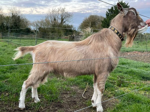 first blood | 1 Goats Ad For Sale in Ireland | DoneDeal