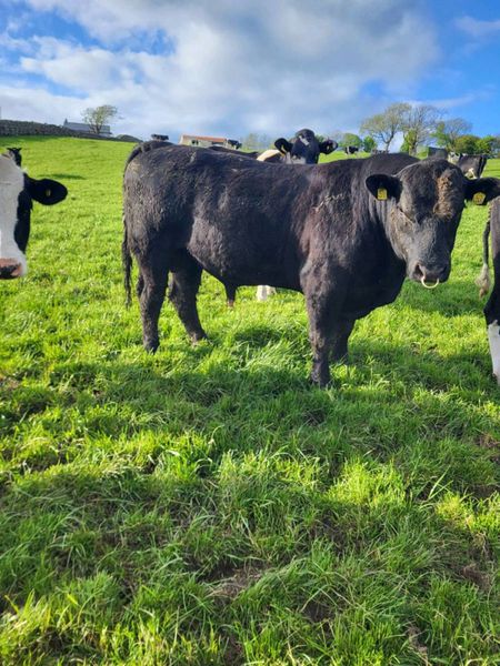 collie pups for sale. | 3 All Sections Ads For Sale in Ireland | DoneDeal