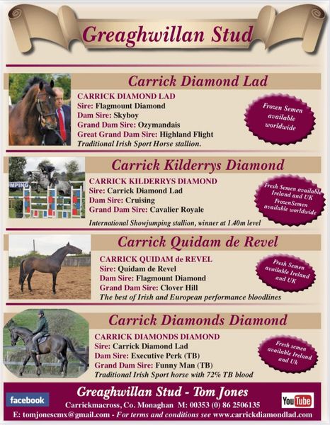 carrick diamond lad | 3 All Sections Ads For Sale in Ireland | DoneDeal