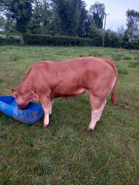 elphin mart | 6 All Sections Ads For Sale in Ireland | DoneDeal