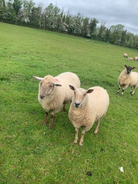 4x Hogget sheep for sale in Co. Leitrim for €160 on DoneDeal