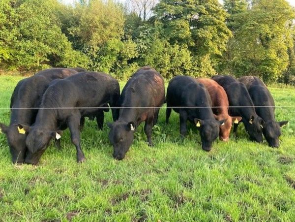 roscrea mart | 4 All Sections Ads For Sale in Ireland | DoneDeal