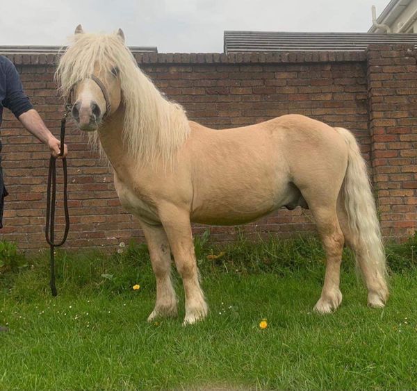 kerry pony | 12 All Sections Ads For Sale in Ireland | DoneDeal