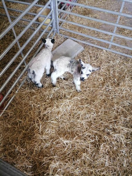 texel mule | 15 All Sections Ads For Sale in Ireland | DoneDeal