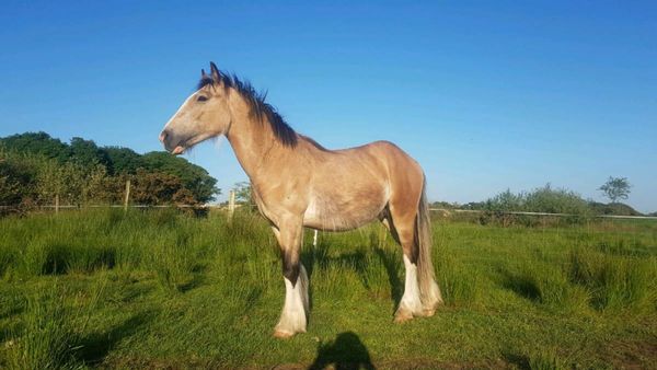 dun cob | 3 Cobs Ads For Sale in Ireland | DoneDeal