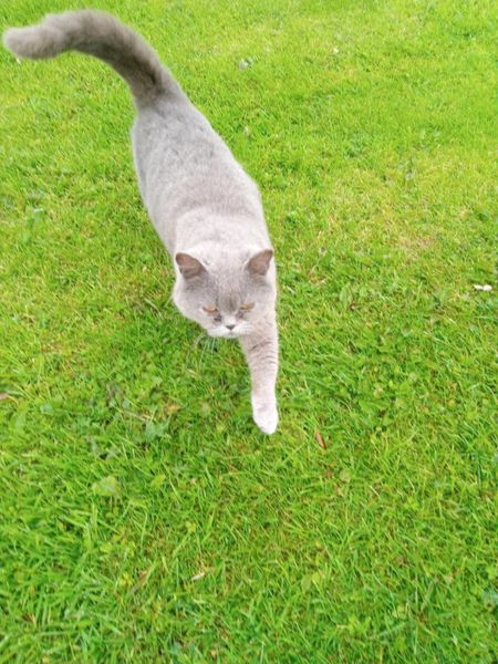 dogs for sell | 99 All Sections Ads For Sale in Ireland | DoneDeal