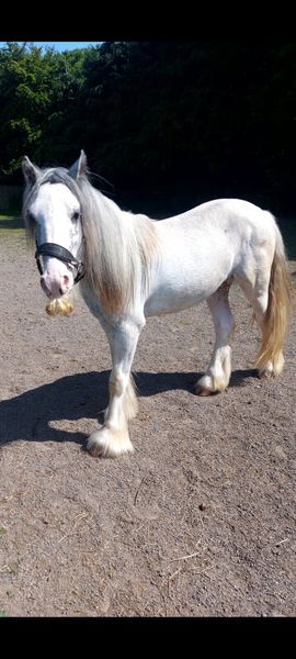 cob pony | 56 All Sections Ads For Sale in Ireland | DoneDeal