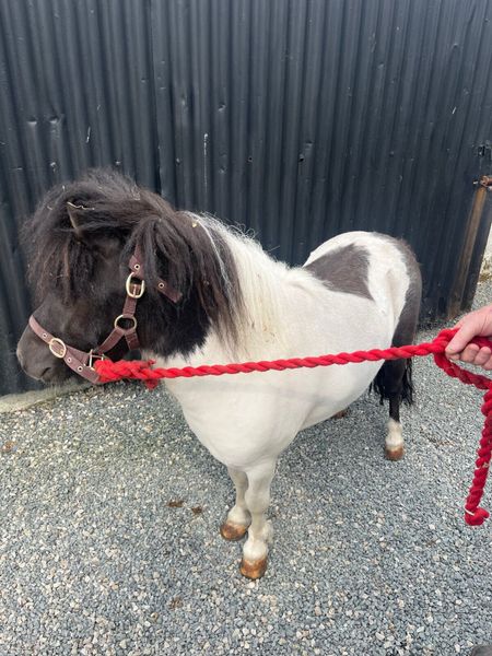 36 | 2 Ponies Ads For Sale in Ireland | DoneDeal