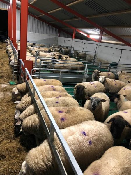 sheep slats | 24 All Sections Ads For Sale in Ireland | DoneDeal