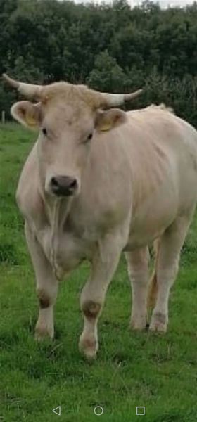 certificate | 1,673 All Sections Ads For Sale in Ireland | DoneDeal