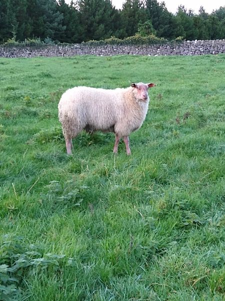 rouge | 47 Sheep Ads For Sale in Ireland | DoneDeal