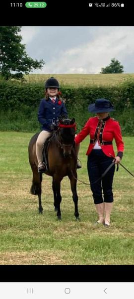 pony | 777 All Sections Ads For Sale in Ireland | DoneDeal