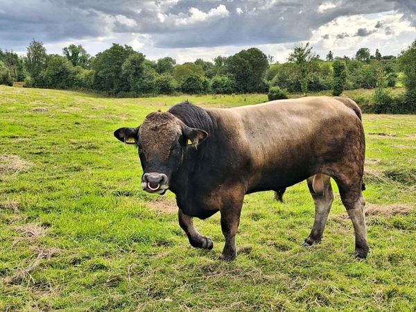 aubrac bulls | 43 All Sections Ads For Sale in Ireland | DoneDeal