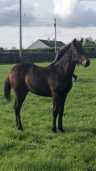 models | 2 Ponies Ads For Sale in Ireland | DoneDeal