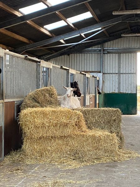 goats | 16 Animals Ads For Sale in Ireland | DoneDeal