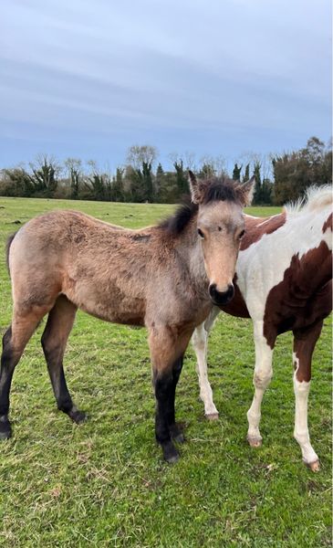 dun connemara | 30 Ponies Ads For Sale in Ireland | DoneDeal