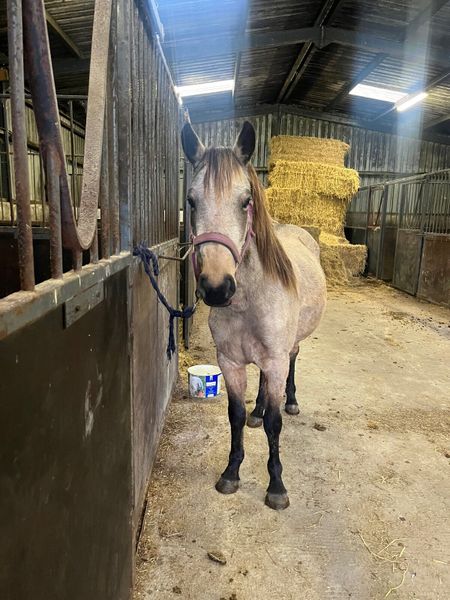 dun ponies | 24 All Sections Ads For Sale in Ireland | DoneDeal