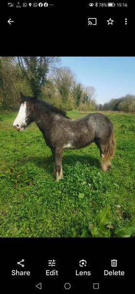 monaghan | 1 Cobs Ad For Sale in Ireland | DoneDeal