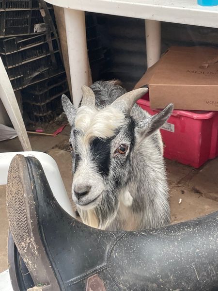 Goats Ads For Sale in Derry | DoneDeal