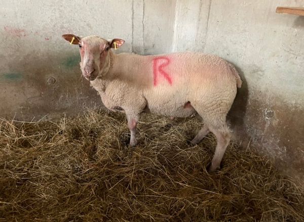 rouge | 15 Sheep Ads For Sale in Ireland | DoneDeal