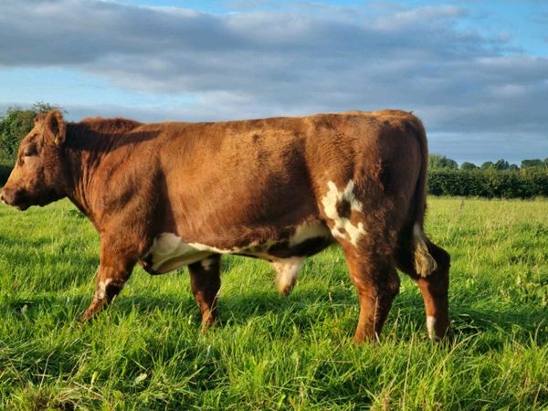 super mario bros 2 3ds | 1 Livestock Ad For Sale in Ireland | DoneDeal