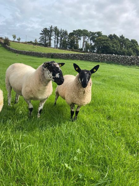 milford rams | 18 Sheep Ads For Sale in Ireland | DoneDeal