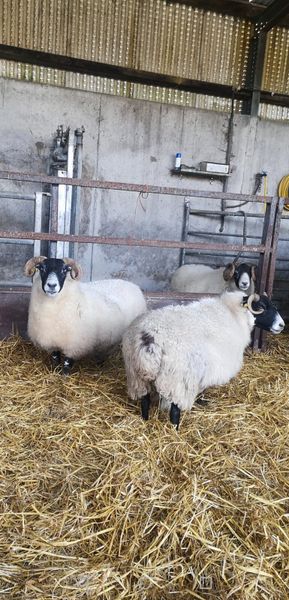 pick up | 1 Sheep Ad For Sale in Ireland | DoneDeal
