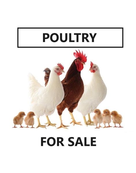 hens for sale galway | 63 Poultry Ads For Sale in Ireland | DoneDeal