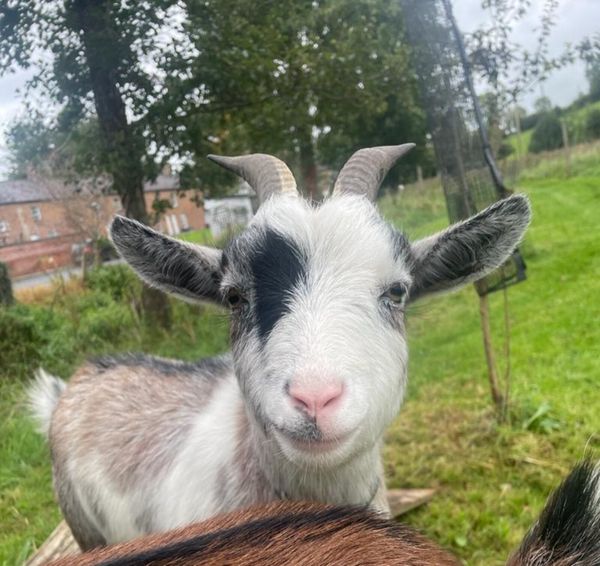 female pygmy goat | 19 All Sections Ads For Sale in Ireland | DoneDeal