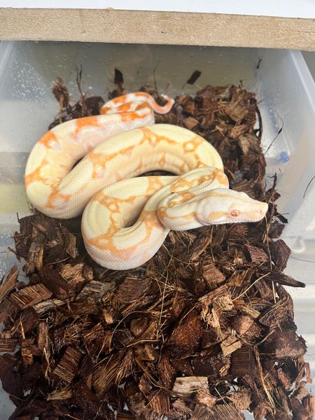 start | 3 Reptiles Ads For Sale in Ireland | DoneDeal