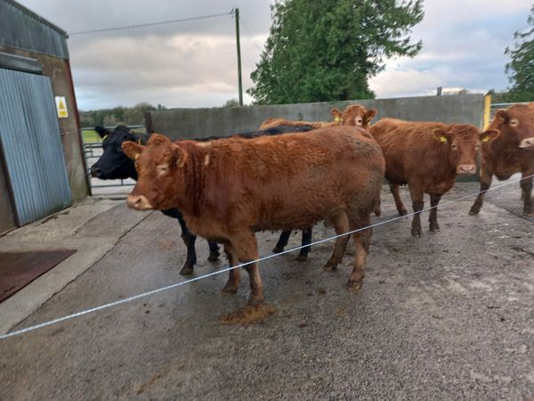 24 | 81 Livestock Ads For Sale in Ireland | DoneDeal