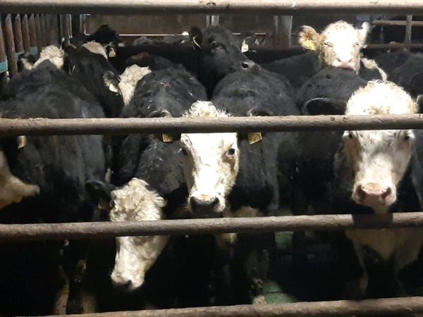 hereford weanlings | 81 Farming Ads For Sale in Ireland | DoneDeal