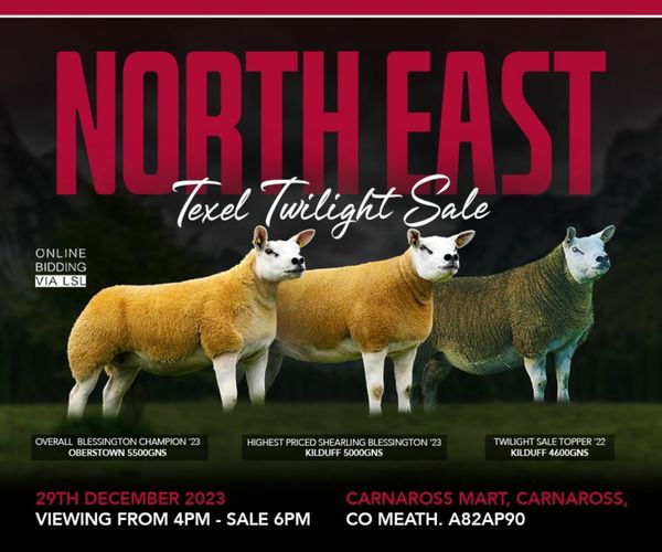 pedigree sheep | 49 Livestock Ads For Sale in Ireland | DoneDeal