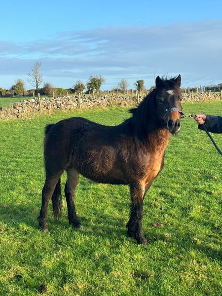 leather | 1 Ponies Ad For Sale in Ireland | DoneDeal