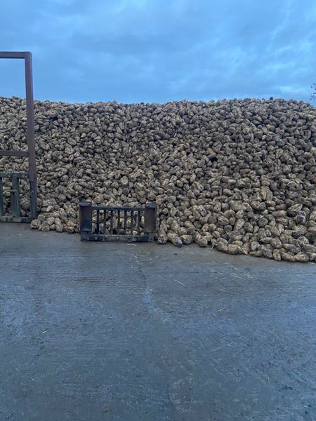 fodder beet chopper for sale | 178 All Sections Ads For Sale in Ireland ...