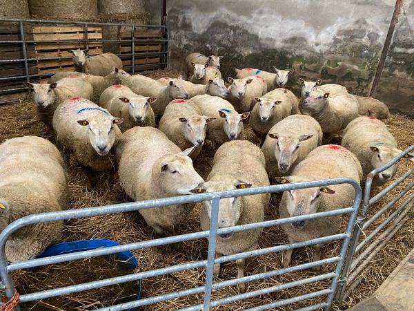 price | 92 Sheep Ads For Sale in Ireland | DoneDeal