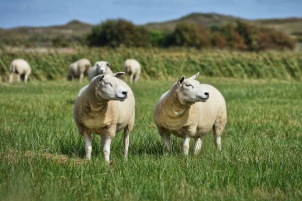 Sheep Ads For Sale in Ireland | DoneDeal