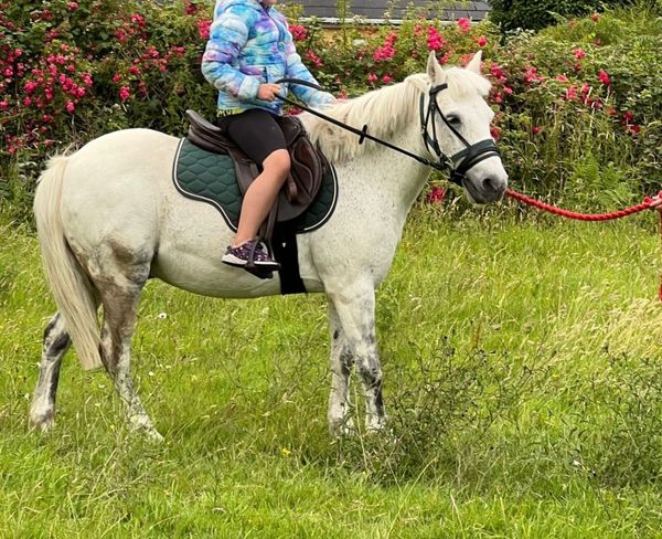 starter pony | 7 All Sections Ads For Sale in Ireland | DoneDeal