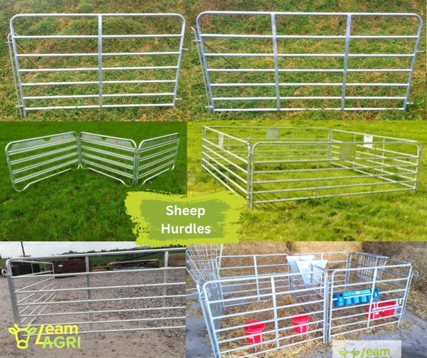 car with 4 rings | 4 Sheep Ads For Sale in Ireland | DoneDeal